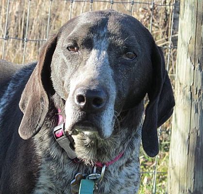 Waynesboro, VA - German Shorthaired Pointer/Bluetick Coonhound. Meet ...