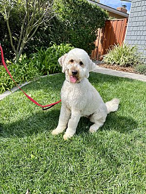 Torrance, CA - Goldendoodle. Meet Tulip a Pet for Adoption - AdoptaPet.com
