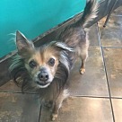 Papillon Puppies - Papillon Rescue and Adoption Near You