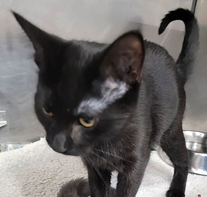 Angola, IN - Domestic Shorthair. Meet Dreamy a Pet for Adoption ...