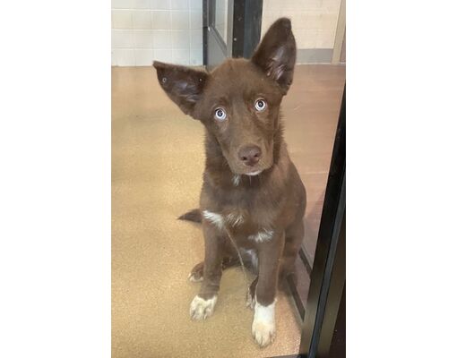 Lewisville, TX - Alaskan Klee Kai/Mixed Breed (Medium). Meet Chocky a ...