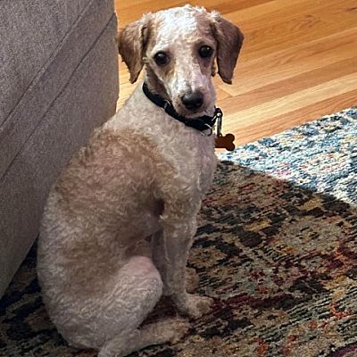 Mission, KS - Poodle (Miniature). Meet Parti Time Tweep a Pet for ...