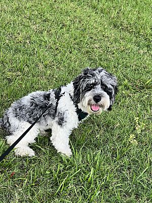 Jacksonville, FL - Cockapoo. Meet Bamboo a Pet for Adoption - AdoptaPet.com