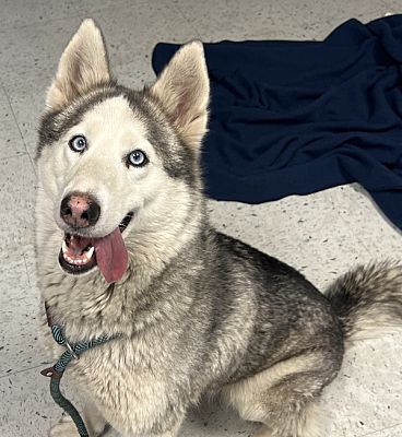 Salt Lake City, UT - Siberian Husky. Meet Clowy a Pet for Adoption ...