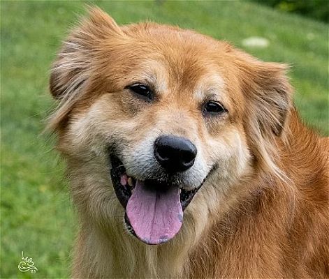 Hagerstown, MD - Golden Retriever/Sheltie, Shetland Sheepdog. Meet ECHO ...
