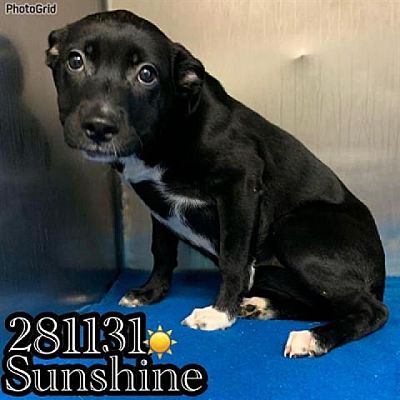 Lakeland, FL - Labrador Retriever. Meet Sunshine a Pet for Adoption ...