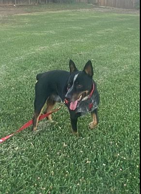 Concord, CA - Cattle Dog. Meet Hank the Mini Cattle Dog a Pet for ...