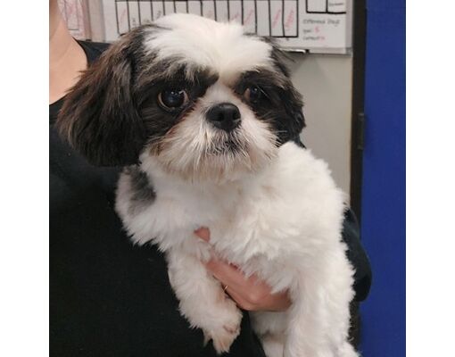 Austin, TX - Shih Tzu/Mixed Breed (Medium). Meet Katherine a Pet for ...