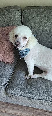 Orlando, FL - Poodle (Miniature)/Bichon Frise. Meet River Phoenix a Pet ...
