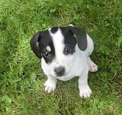 Southbury, CT - Chiweenie/Jack Russell Terrier. Meet Oreo~adopted! a ...