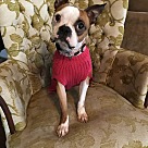 Boston Terrier Puppies - Boston Terrier Rescue and Adoption