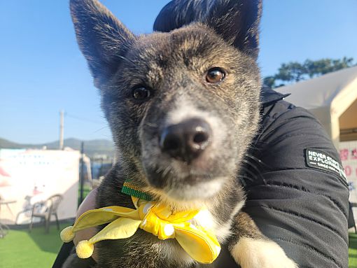 Toronto, ON - Corgi/Jindo. Meet Bear a Pet for Adoption - AdoptaPet.com