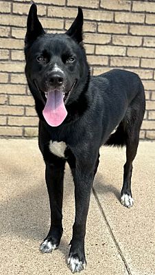 Columbus, NE - German Shepherd Dog/Siberian Husky. Meet Saturn a Pet ...