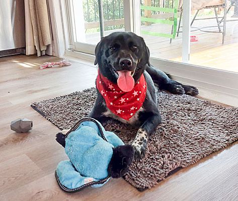 Toronto, ON - Labrador Retriever. Meet Gunner a Pet for Adoption ...