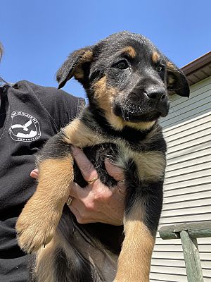 Memphis, MI - Golden Retriever/German Shepherd Dog. Meet Alayna a Pet ...