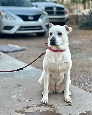 Phoenix, AZ - Great Pyrenees/German Shorthaired Pointer. Meet Phoenix a ...