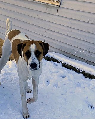 Warrington, PA - Great Pyrenees/Doberman Pinscher. Meet Bosley a Pet ...