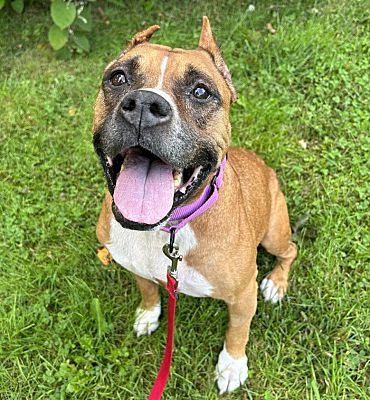 CHICHESTER, NH - Boxer/Mixed Breed (Medium). Meet Sasha a Pet for ...