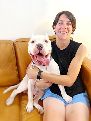 Portland, OR - Dogo Argentino. Meet Hector Happy Smart Boy a Pet for ...