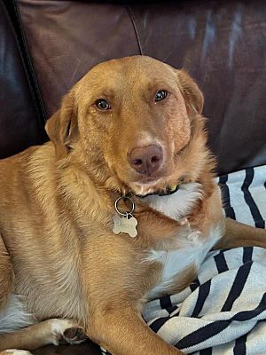 kennebunkport, ME - Labrador Retriever/Golden Retriever. Meet Ginger a ...