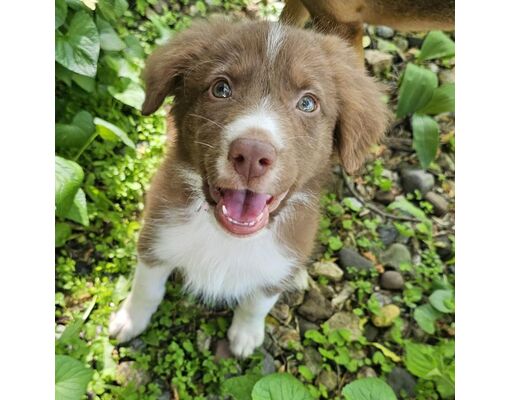 Brainerd, MN - Australian Shepherd/Mixed Breed (Medium). Meet Ursula a ...