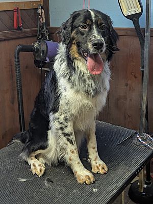 Hayden, ID - Australian Shepherd/Brittany. Meet Roper a Pet for ...