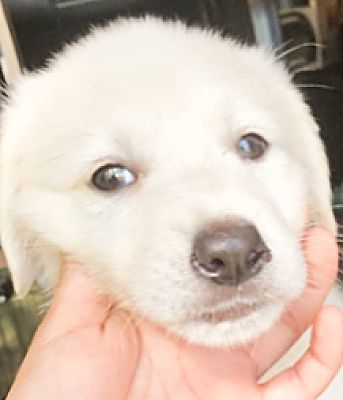Boulder, CO - American Eskimo Dog/Labrador Retriever. Meet Pearl a Pet ...