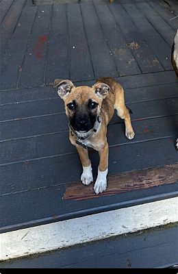 Boston, MA - Border Collie. Meet PiÃ±a Drink a Pet for Adoption ...
