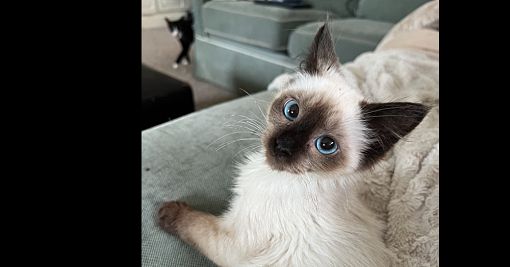 Bolton, CT - Siamese. Meet Lisa (BONDED PAIR) a Pet for Adoption ...