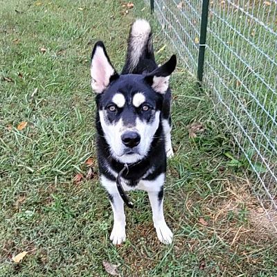 Portland, ME - Husky. Meet NYMERIA a Pet for Adoption - AdoptaPet.com