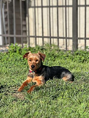 Holland, MI - Yorkie, Yorkshire Terrier. Meet Thumper a Pet for ...