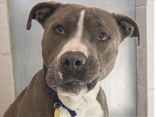 Denver, CO - Pit Bull Terrier. Meet ROSCO a Pet for Adoption ...