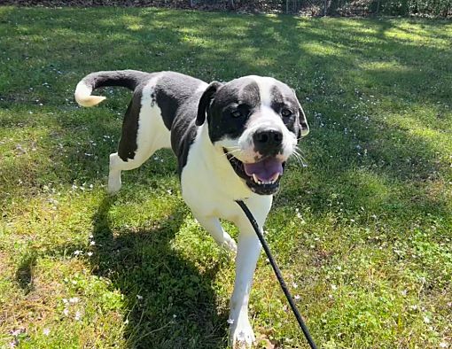 Benton, AR - Bull Terrier. Meet Joe a Pet for Adoption - AdoptaPet.com