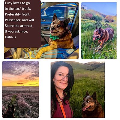 Los Gatos, CA - Australian Cattle Dog. Meet Lucy a Pet for Adoption ...