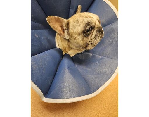 Martinez, CA - French Bulldog. Meet CHICHA a Pet for Adoption ...