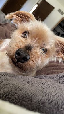 Saint Cloud, MN - Yorkie Poo. Meet Eddie a Pet for Adoption - AdoptaPet.com