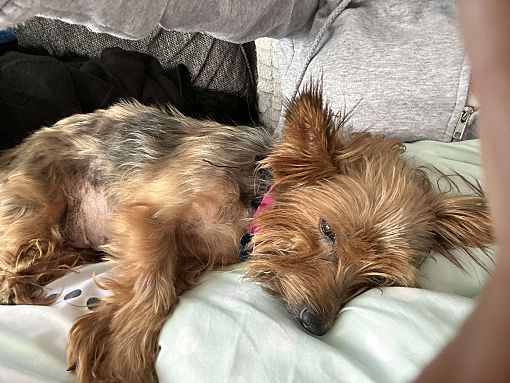 Windsor, VA - Yorkie, Yorkshire Terrier. Meet Daisy a Pet for Adoption ...