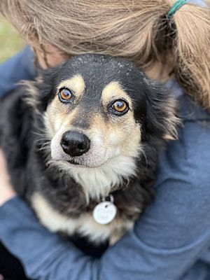 Sparta, NJ - Beagle/Spaniel (Unknown Type). Meet Annie a Pet for ...