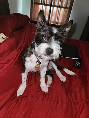 Ladson, SC - Yorkie, Yorkshire Terrier/Boston Terrier. Meet Junior Jr ...