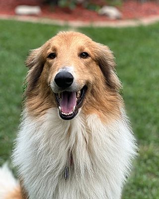 Stafford, TX - Collie/Great Pyrenees. Meet Marty a Pet for Adoption ...