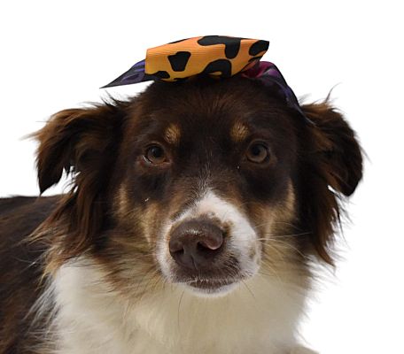 Springfield, OH - Australian Shepherd. Meet Maybelle a Pet for Adoption ...