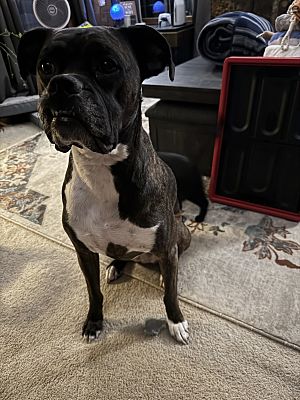 Granger, IN - Boxer. Meet Izzy a Pet for Adoption - AdoptaPet.com