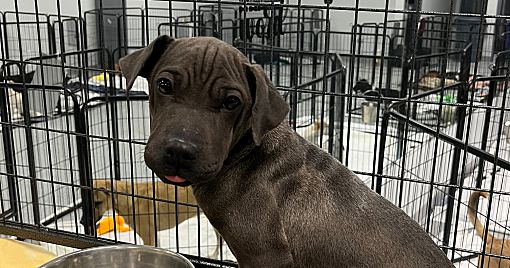 Phoenix, AZ - Shar Pei/Mixed Breed (Medium). Meet Paisley a Pet for ...