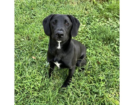 Kansas City, KS - Labrador Retriever. Meet Ollie a Pet for Adoption ...