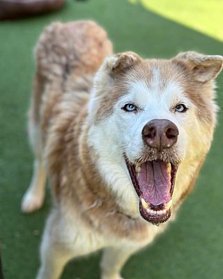 Johnston, RI - Husky. Meet Shiloh a Pet for Adoption - AdoptaPet.com