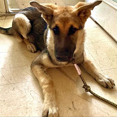 Waldorf, MD - German Shepherd Dog. Meet Specter a Pet for Adoption ...