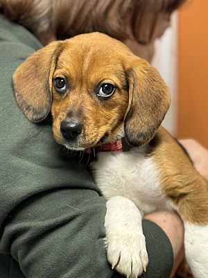 Sparta, NJ - Beagle/Foxhound. Meet Karla a Pet for Adoption - AdoptaPet.com