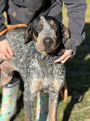 Sparta, NJ - Bluetick Coonhound/Pointer. Meet Max a Pet for Adoption ...