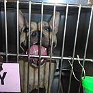 French Bulldog Puppies - Rescue and Adoption Near You