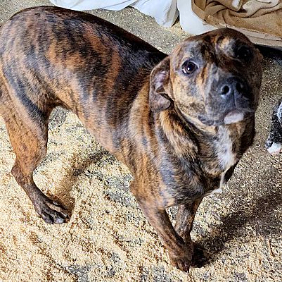 Southbury, CT - Plott Hound/Mountain Cur. Meet Allie ~ meet me! a Pet ...